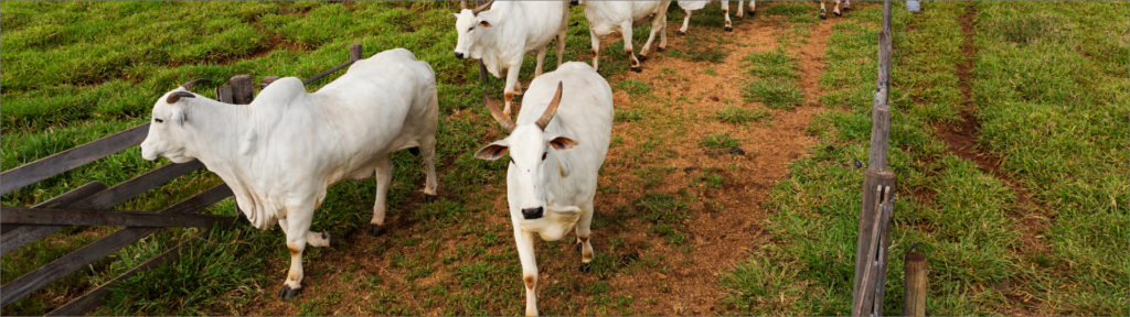 SDG header - HealthforAnimals